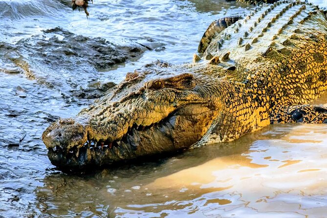 Adelaide River Cruises - Jumping Crocodile Experience - Final Thoughts