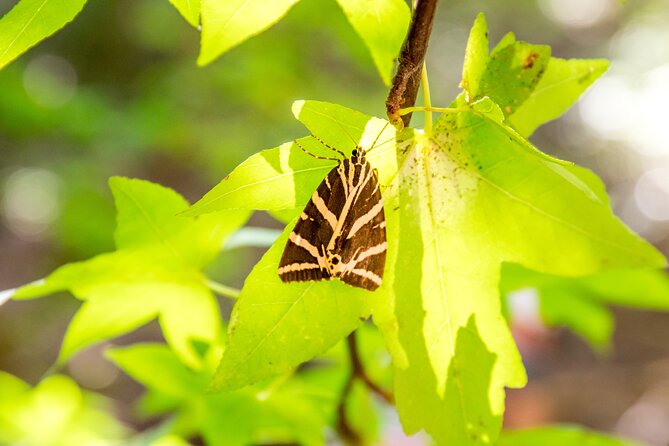 Butterfly Valley and Seven Springs Valley Self-guided Transfer - Final Thoughts: Is It Worth It?