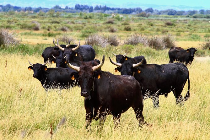 Camargue Small-Group Day Trip from Avignon - FAQs About the Camargue Small-Group Day Trip