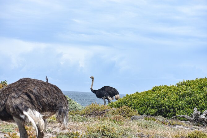 Cape of Good Hope & Boulder Penguins Full-Day Tour from Cape Town - Final thoughts