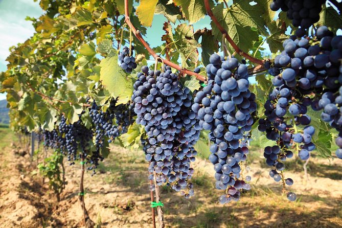 Chianti Half-day Wine Tour in the Tuscan's Hills from Pisa - Authenticity & Local Flavors