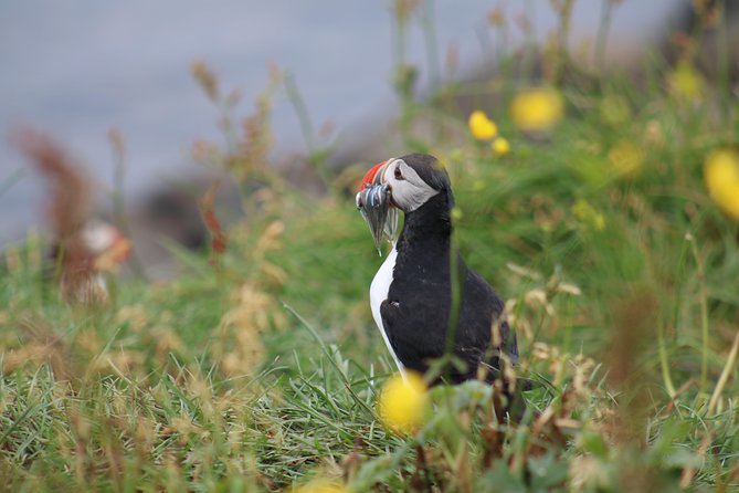 Classic Puffin Watching Cruise from Downtown Reykjavík - The Experience and Overall Value