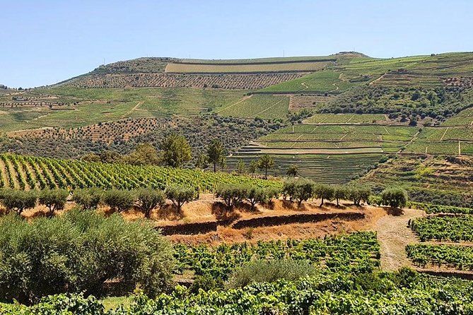 Complete Douro Valley Wine Tour with Lunch, Wine Tastings and River Cruise - The Smaller Details That Matter