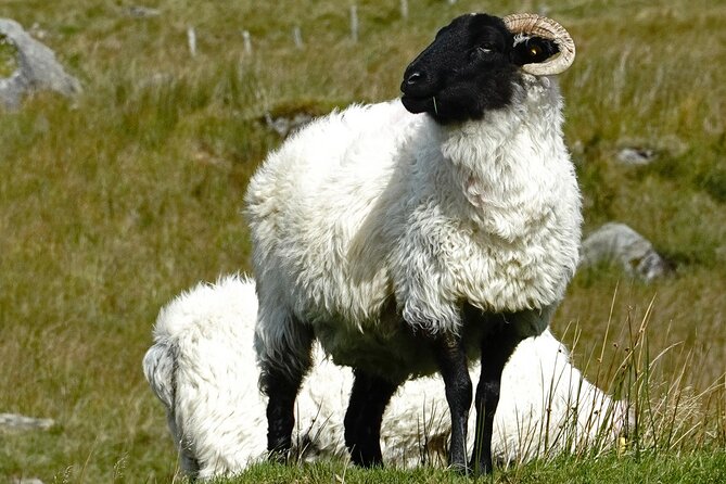 Connemara Day Trip Including Leenane Village and Kylemore Abbey from Galway - FAQ