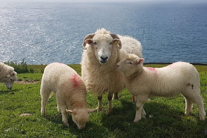 Dingle Peninsula and Slea Head Drive Group Tour - FAQs