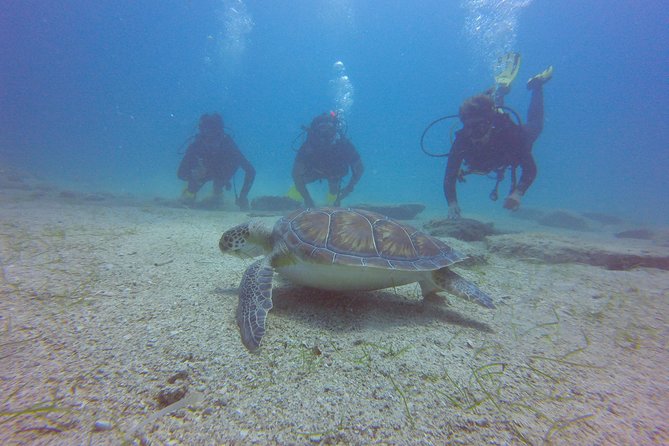 Discover Scuba diving - Final Thoughts: Who will this tour suit?