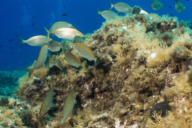 Discover Scuba Diving from the Boot - Final Thoughts
