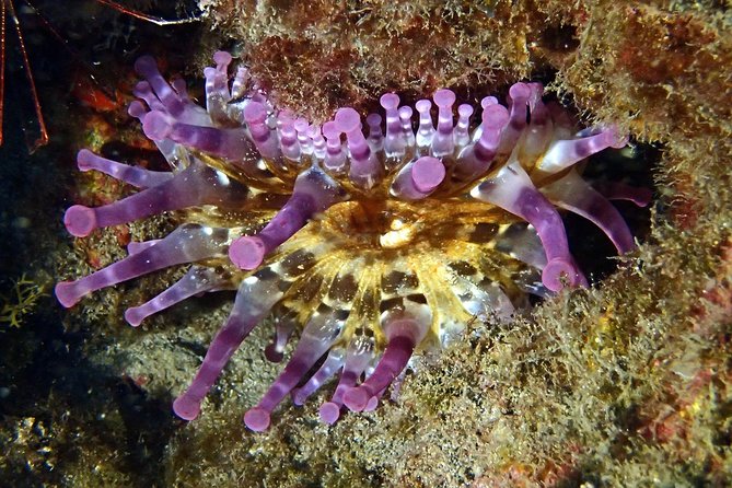 Discover Scuba Diving - Try it for the first time! - Authentic Marine Encounters and Guest Feedback