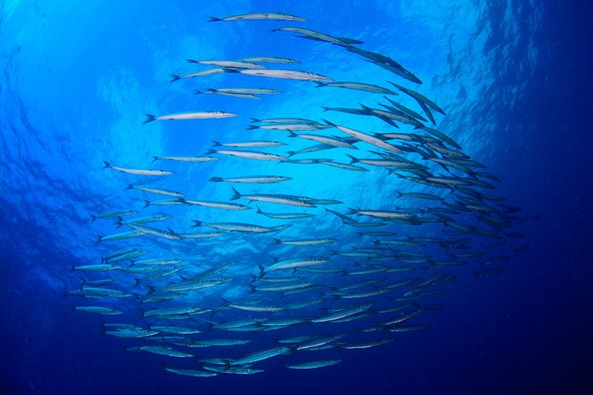 Dive Christening - Who Will Love This?