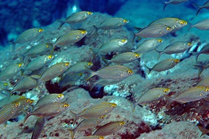 Diving with PADI 5 Star CDC Diving Resort Isola Bella Marine Park Taormina - FAQs