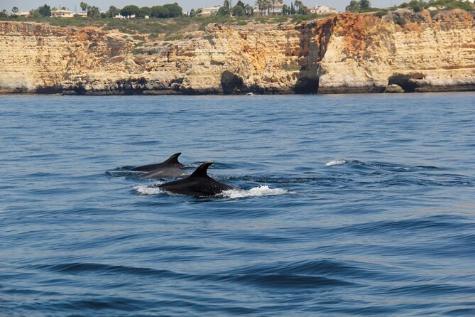 Dolphin and Whale Watching in Lagos - Who Should Consider This Tour?