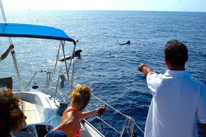 Dolphin and Whales watching cruise from Puerto Rico de Gran Canaria - Practical Tips for Booking and Enjoying the Tour