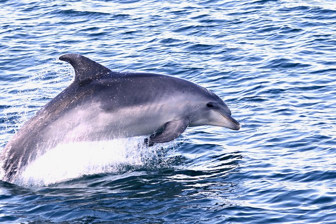 Dolphin Search - Dolphin Quest - FAQ