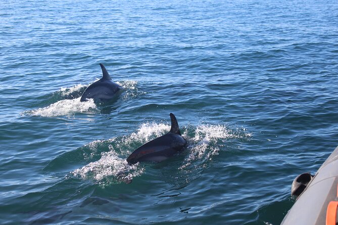 Dolphin Watching + 2 Islands Tour - From Faro - Who Will Enjoy This Tour?