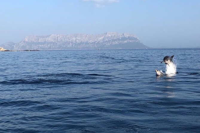 Dolphin Watching and Snorkeling in Figarolo in Sardinia - Final Thoughts
