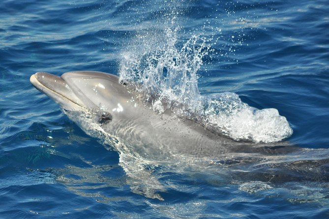 Dolphin Watching in Gibraltar & Fast Track Priority Cable Car - The Sum Up