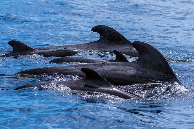 Dolphin - Whale - Turtle - Bird Watching - Final Thoughts