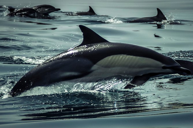 Dolphins & Benagil Caves with Biologist guide - Weather & Booking Considerations