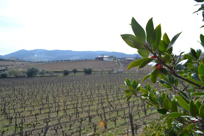 Douro Valley Tour: 2 Vineyard Visits, River Cruise, Winery Lunch - Reflecting on the Day and Return to Porto