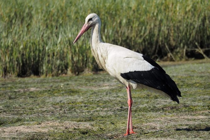 Eco Boat Tour in the Ria Formosa Lagoon from Faro - Final Thoughts