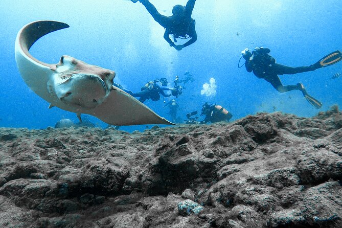 First Dive Experience in Tenerife - Final Takeaway