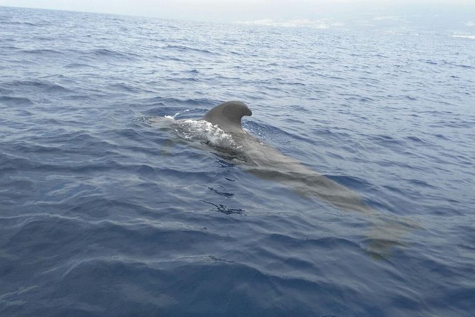 Fishing trip, Tenerife Sea Passion - Who Should Consider This Tour?
