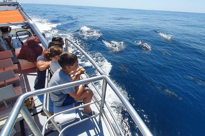 From Lagos: Dolphin Watching Cruise on a Catamaran - What We Loved About the Tour