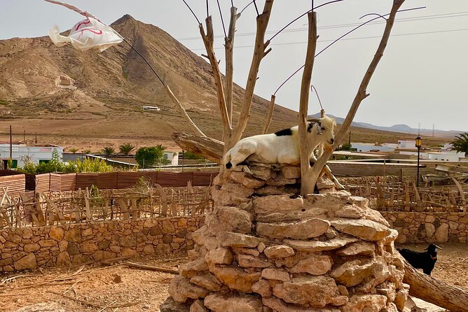Fuerteventura: Discover Fuerteventura GRAND Islandtour - The Sum Up