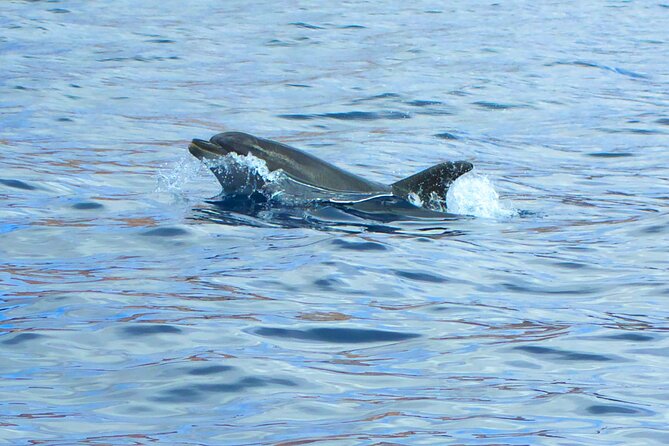 Fuerteventura Sailing Trip from Morro Jable - Snorkeling and Swimming: An Ocean Playground