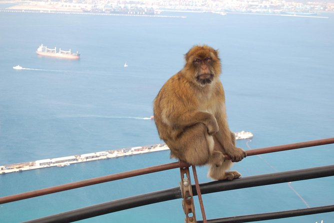 Gibraltar Day Trip from Seville - FAQs