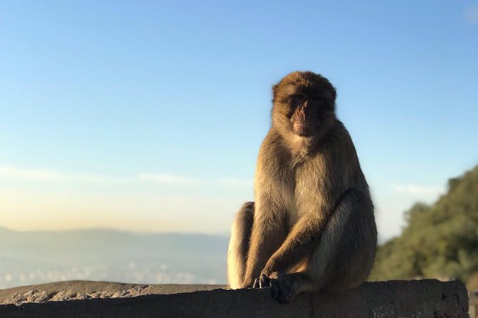 Gibraltar Sightseeing : Classic Rock Tour plus World War 2 Tunnels (Private) - FAQs