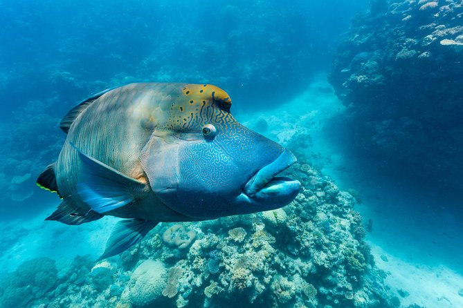 Great Barrier Reef Snorkeling and Diving Cruise from Cairns - FAQs About the Great Barrier Reef Snorkeling and Diving Cruise