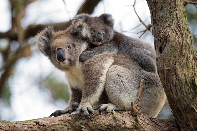 Great Ocean Road Full-Day Sunset Eco Tour from Melbourne - Frequently Asked Questions