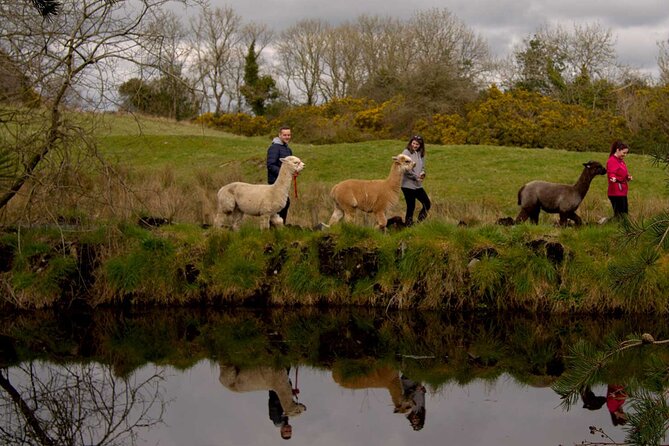 Guided Scenic Alpaca Trekking Experience Northern Ireland - The Coffee Island