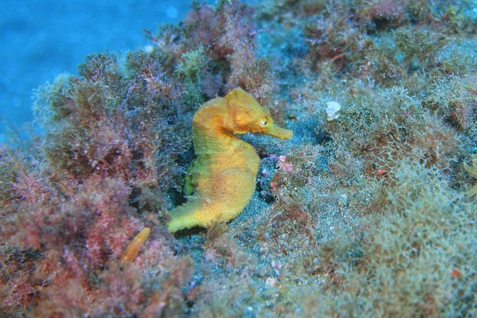 guided Scuba Diving on Tenerife (for certified divers) - The Authentic Underwater Experience