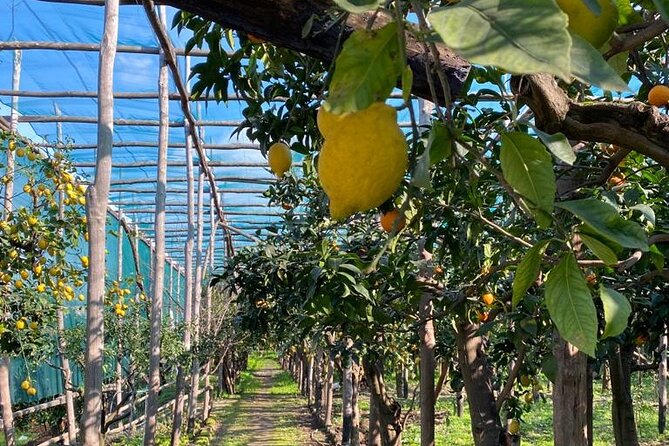 Guided tour of a historic lemon grove in Sorrento - Who should consider this tour?