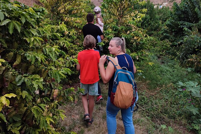 Guided Tour to the only coffee farm in Europe - Value for Money