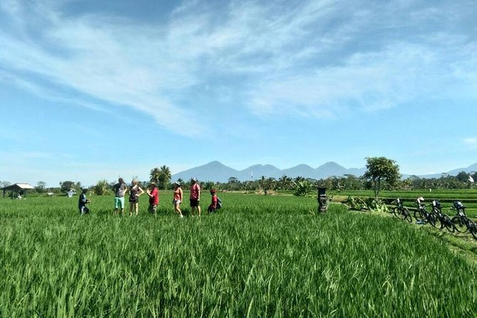 Half-Day Electric Cycling Tour of Ubud - Who Will Love This Tour?
