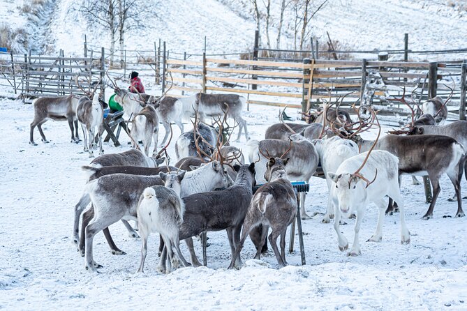 Half-Day Experience in Local reindeer farm in Lapland - Photo Service – Cherish the Moment
