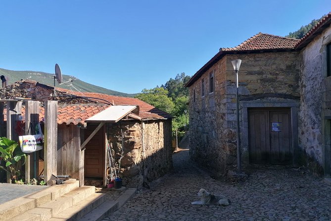 Half-day Hike & Picnic with Dog Love in Porto's Mountains - Authentic, Delicious, and Memorable — What Travelers Say