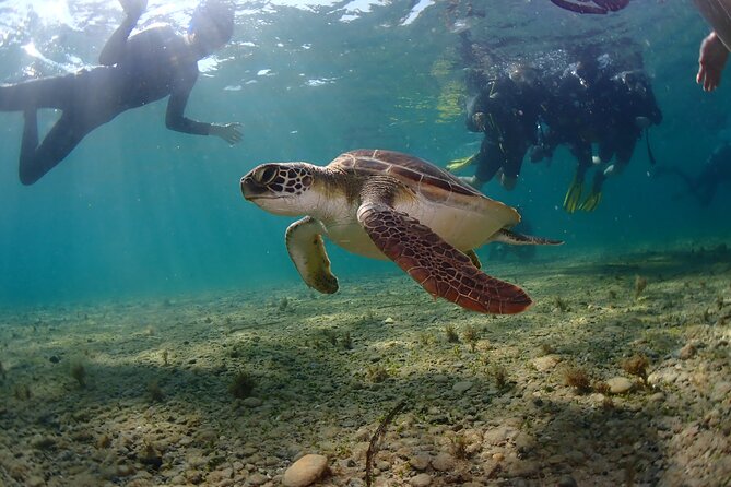 Half-Day Scuba Diving Tour - Discover Scuba Diving! - Practicalities and Considerations
