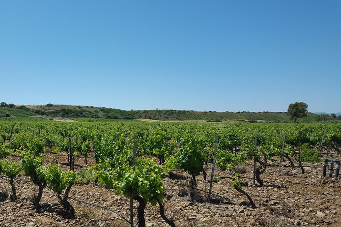 Half-Day Small-Group Wine Experience with Wine Expert from Cagliari - FAQ