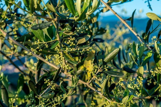 Handmade Italian Pasta Cooking Course in Florence - The Sum Up