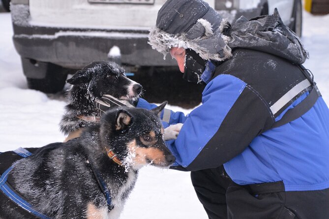 Husky Tour Sit and Drive Combo Tour from Kiruna - Authentic, Sustainable, and Friendly