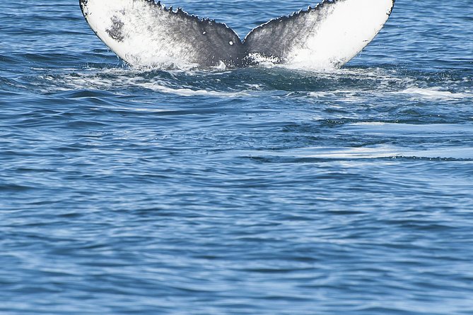 Iceland Super Saver: Puffin Cruise plus Whale-Watching Tour from Reykjavik - Practical Tips for Participants