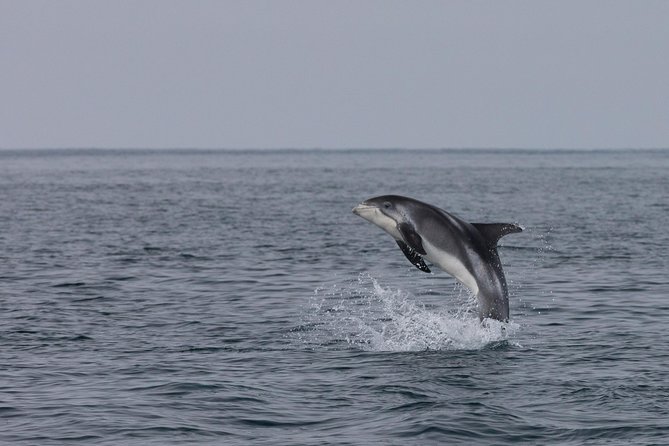 Icelandic Horse Riding and Whale Watching Tour from Reykjavik - Final Thoughts