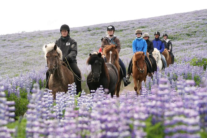 Icelandic Horseback Riding Tour from Reykjavik - FAQ