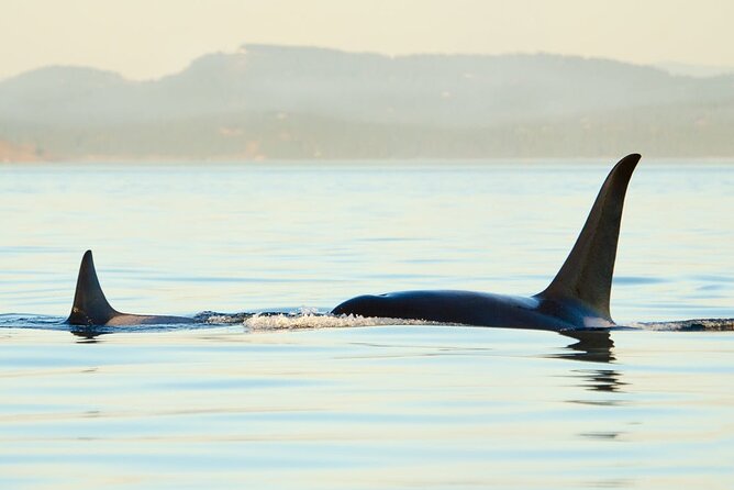 Juneau Wildlife Whale Watching - Who Will Love This Tour?