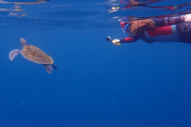 Kayaking with Dolphins and Turtles and Snorkelling in Tenerife - Authentic Feedback from Travelers
