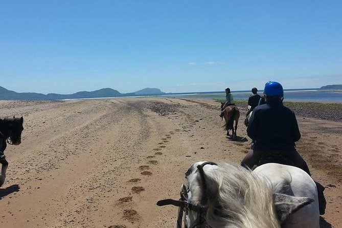 Killarney National Park Horseback Ride. Co Kerry. Guided. 2 hours. - The Sum Up